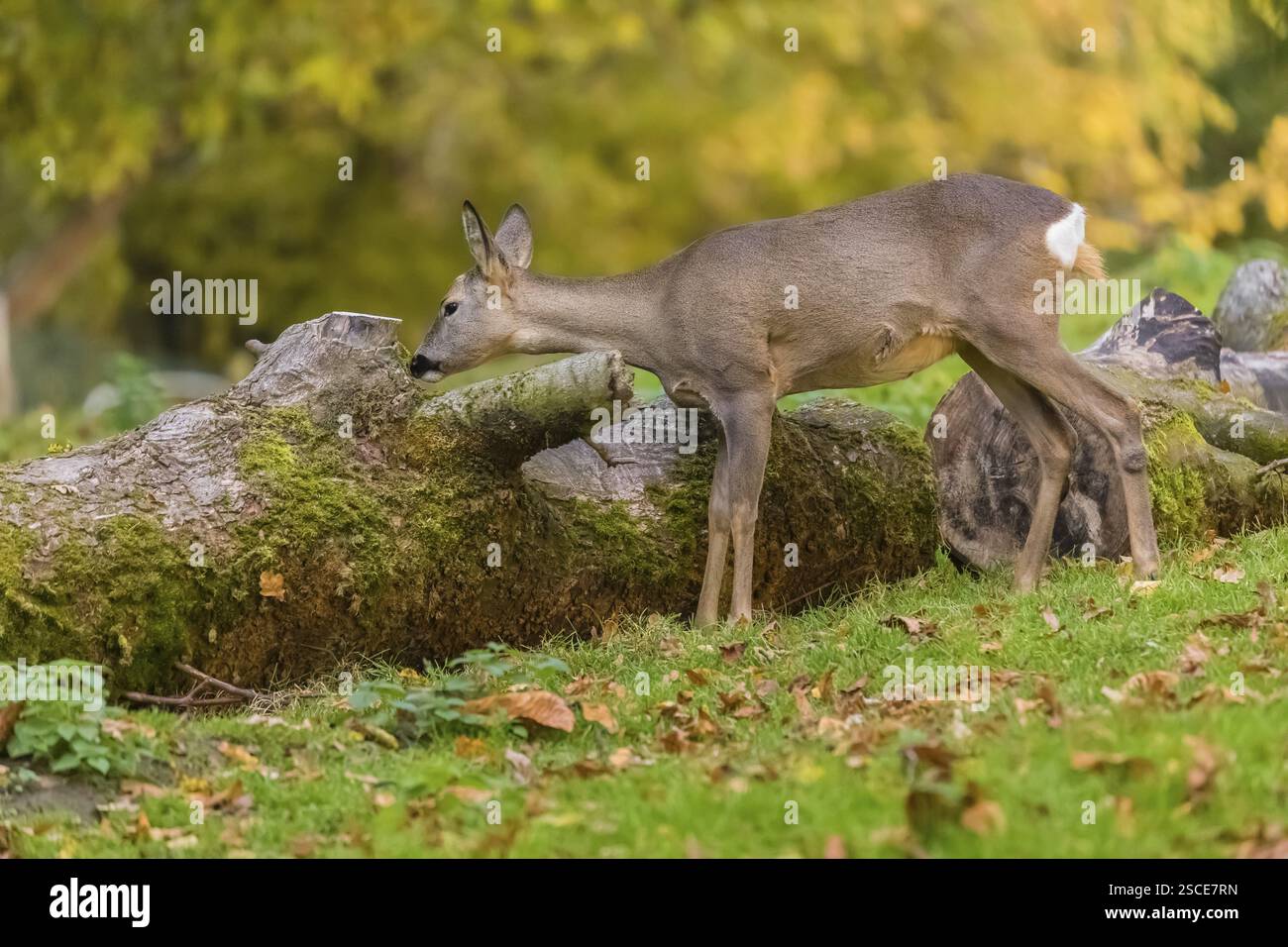 One female Roe Deer, (Capreolus capreolus), nibbles moss from dead fallen tree trunk Stock Photo ...