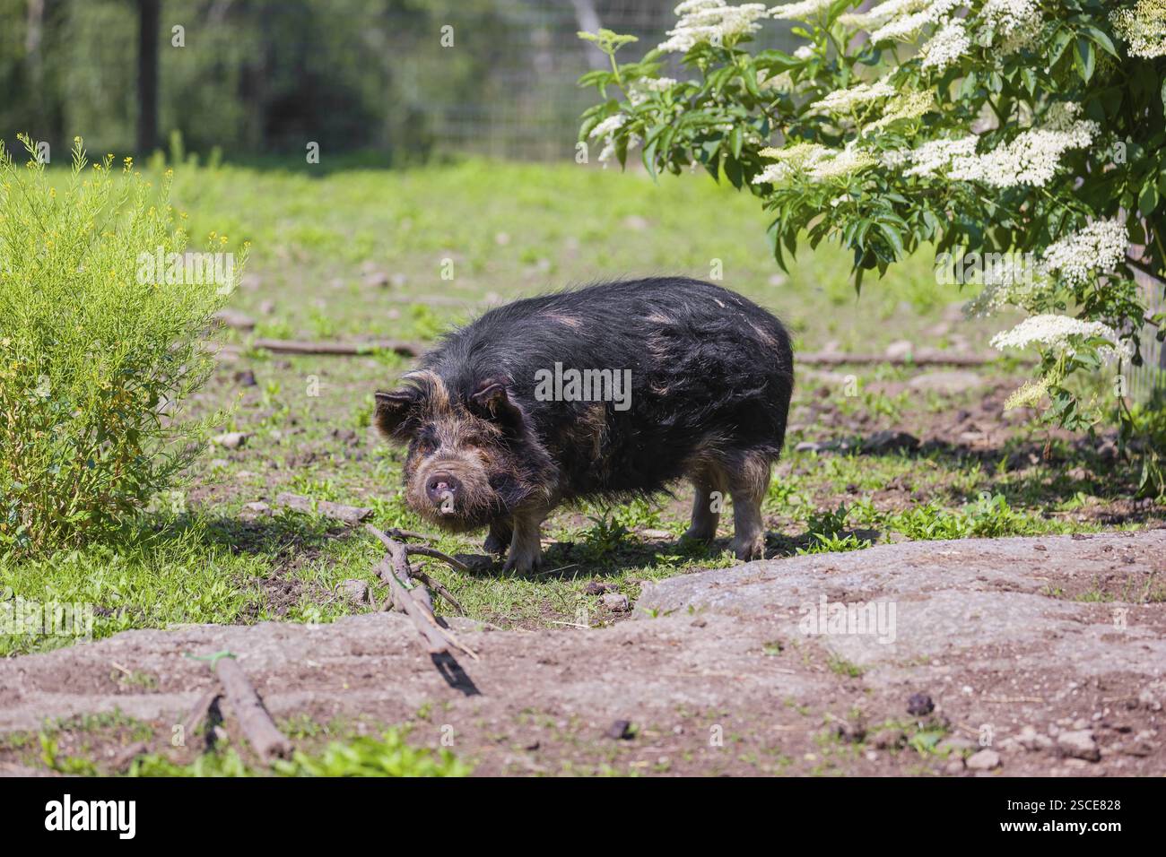 Kunekune pig, sus scrofa domesticus, a domestic breed from New Zealand ...