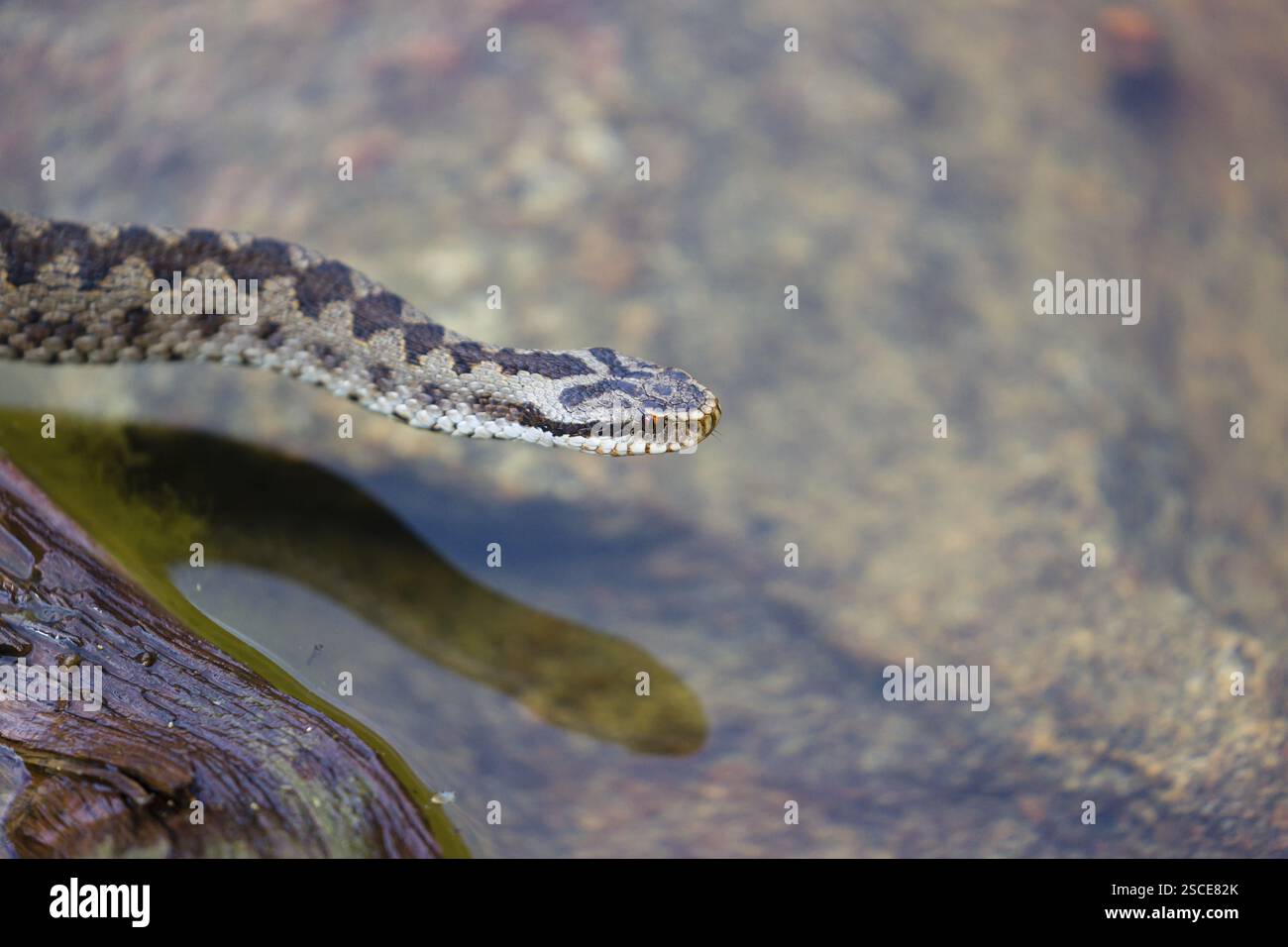One Vipera berus, the common European adder or common European viper ...