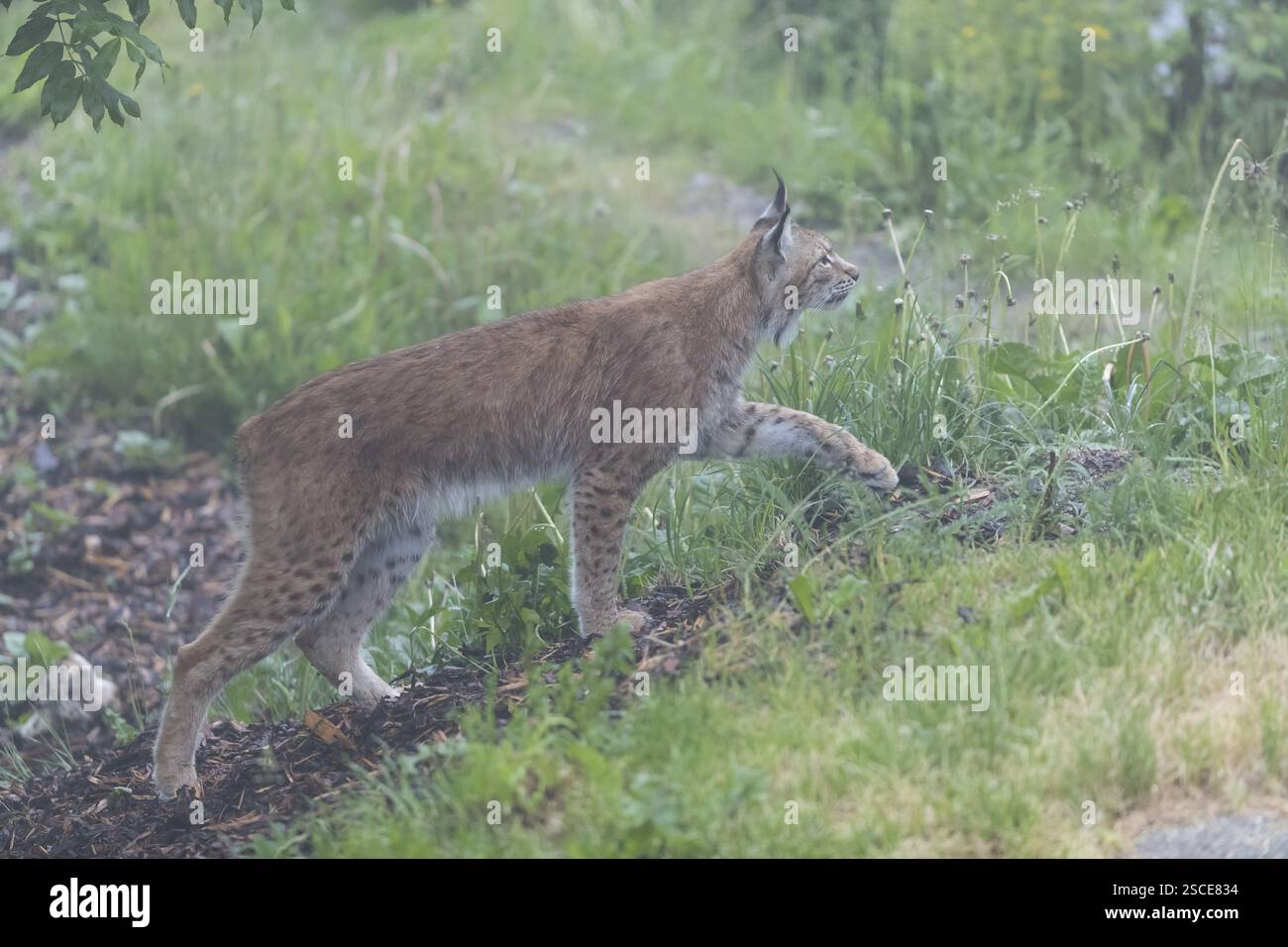 One Eurasian lynx, (Lynx lynx), walking thru somen fresh green ...