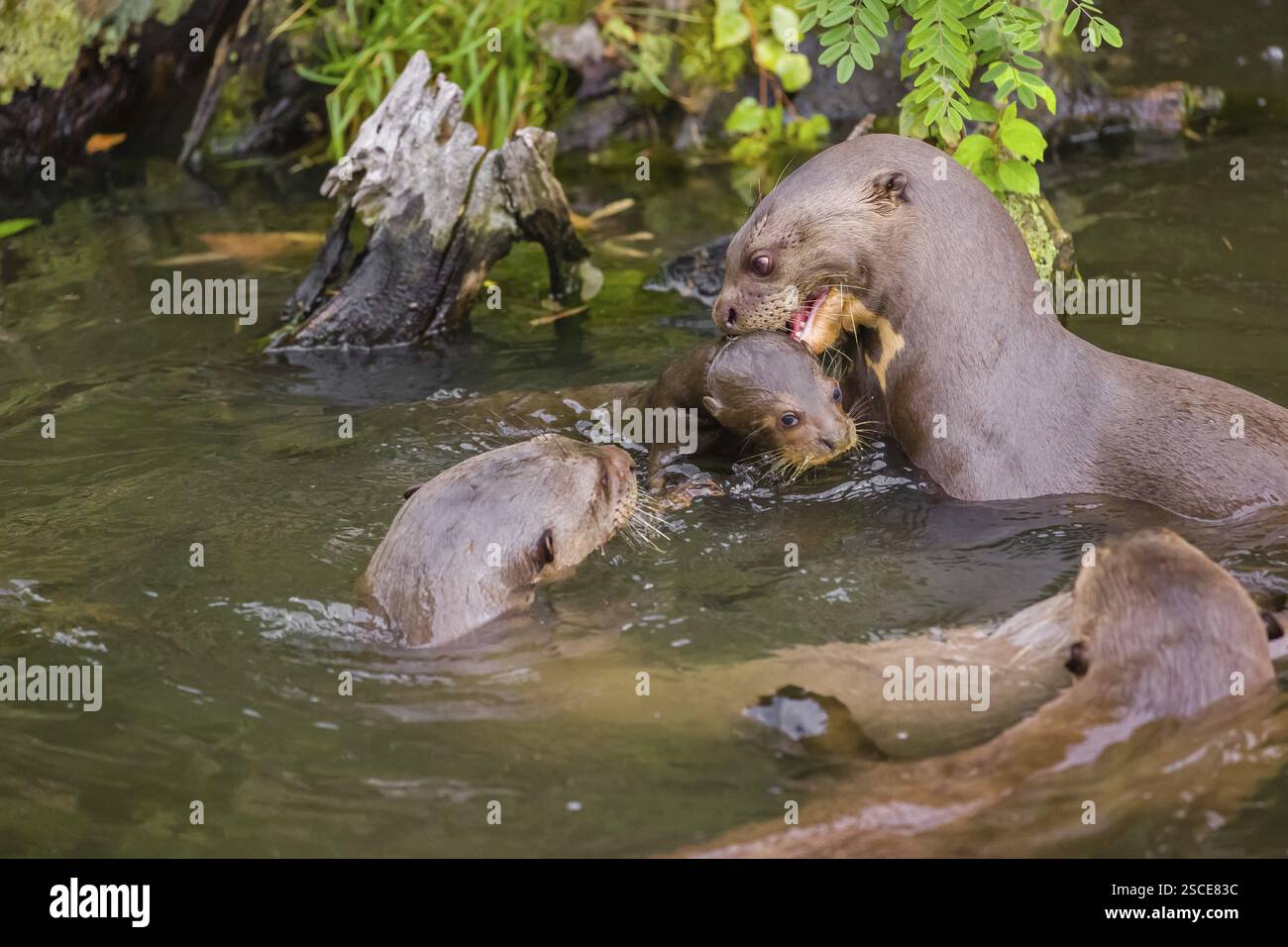 An adult giant otter or giant river otter (Pteronura brasiliensis ...