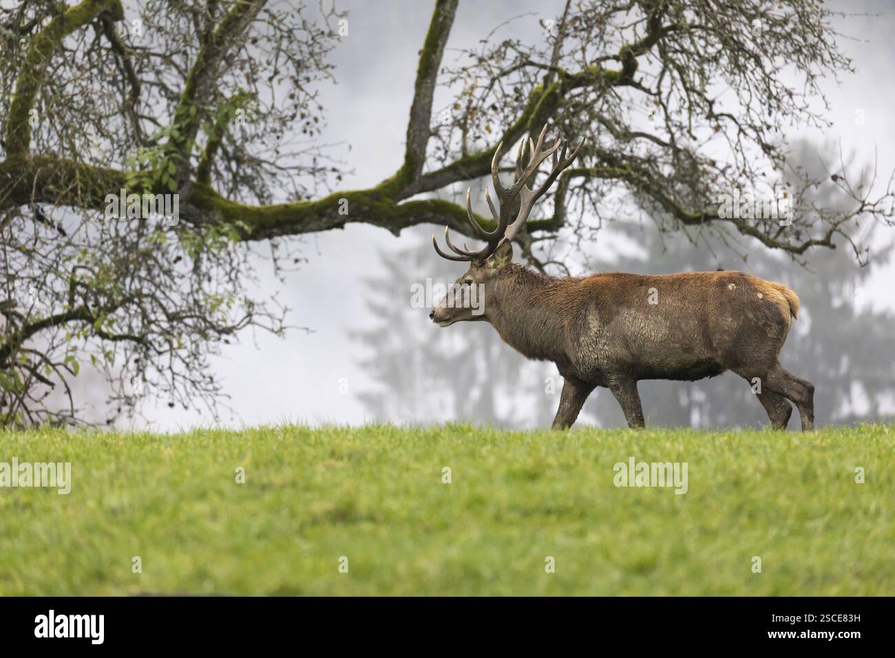 Red Deer buck at the end of the rutting season Stock Photo - Alamy