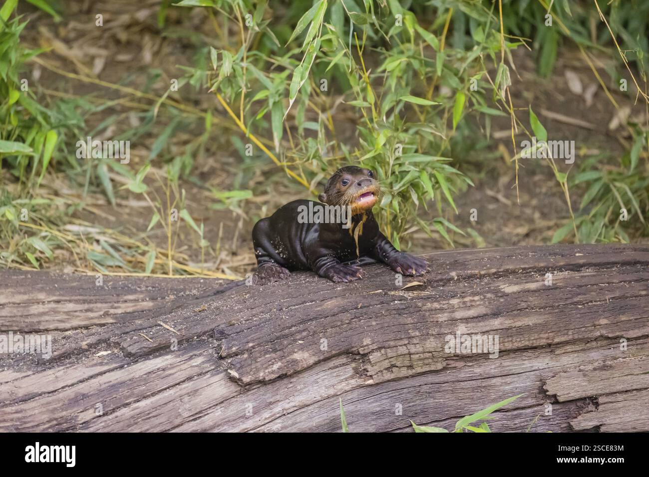 A giant otter or giant river otter cub (Pteronura brasiliensis), 2 ...