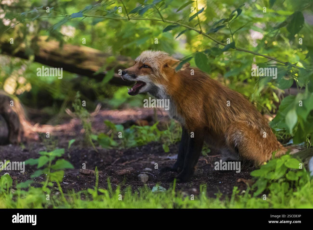 One adult red fox, Vulpes vulpes, sitting in the undergrowth of a forest edge Stock Photo - Alamy