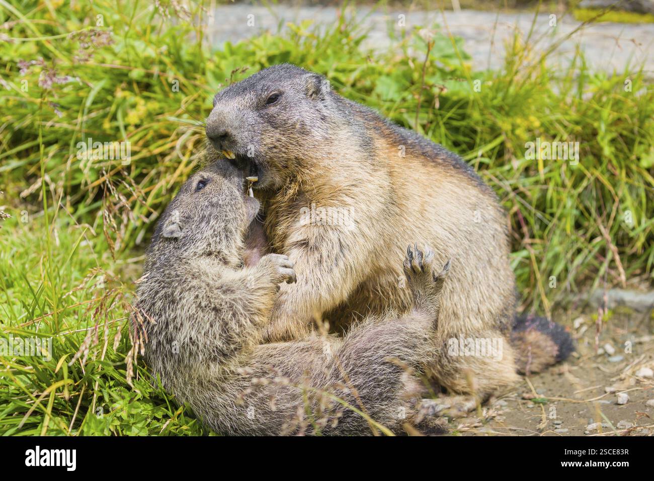 One adult Alpine Marmot, Marmota marmota, and one young marmot playing with each other Stock ...