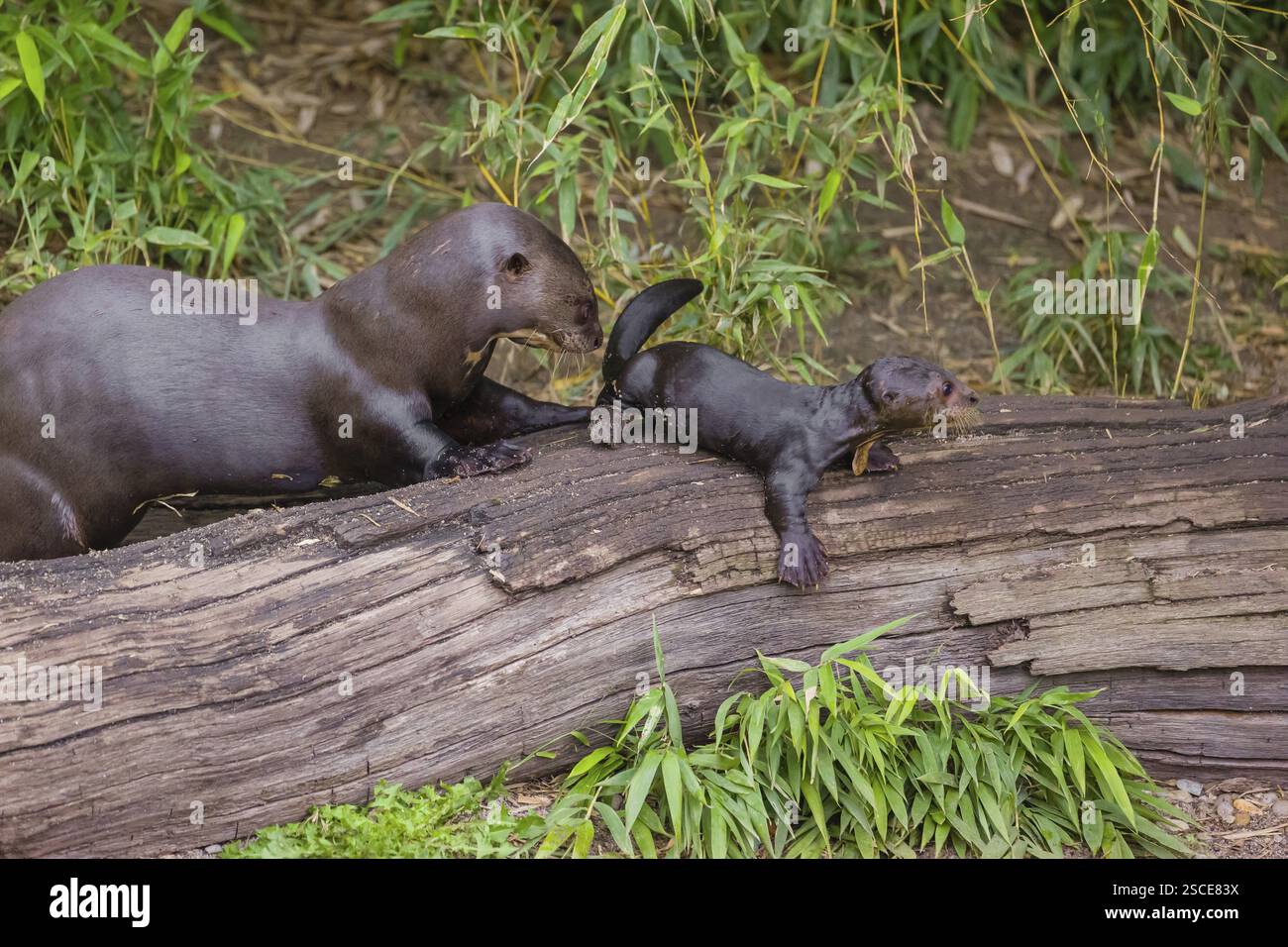 A two-year-old giant otter or giant river otter (Pteronura brasiliensis ...
