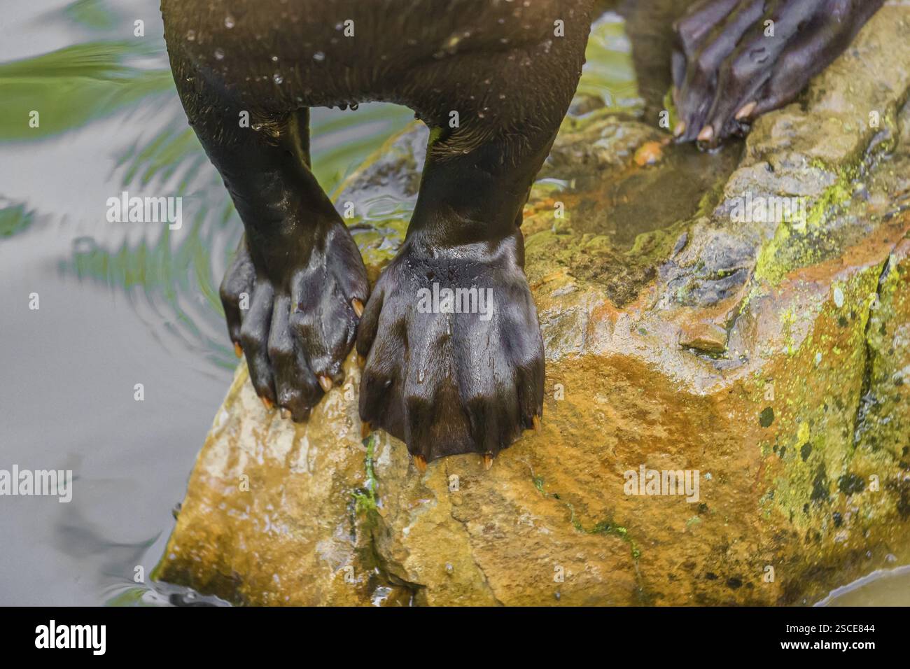 Detail, paws of a giant otter or giant river otter (Pteronura ...