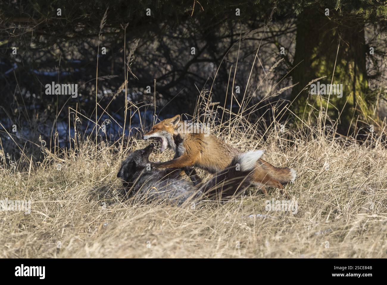 One red fox, Vulpes vulpes, and one fox in melanistic form blackish ...