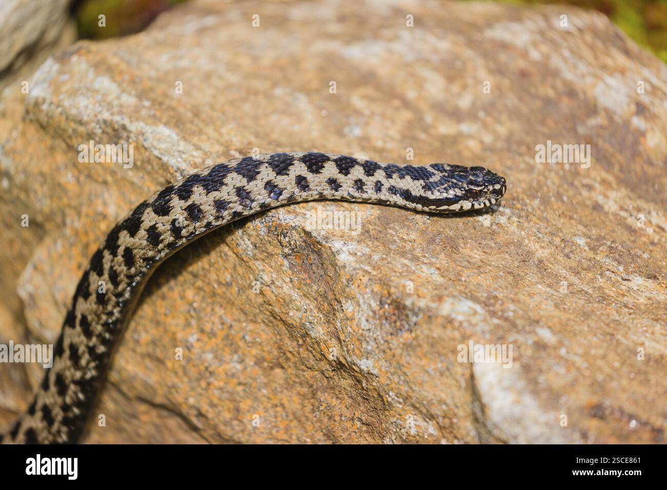 One Vipera berus, the common European adder or common European viper ...