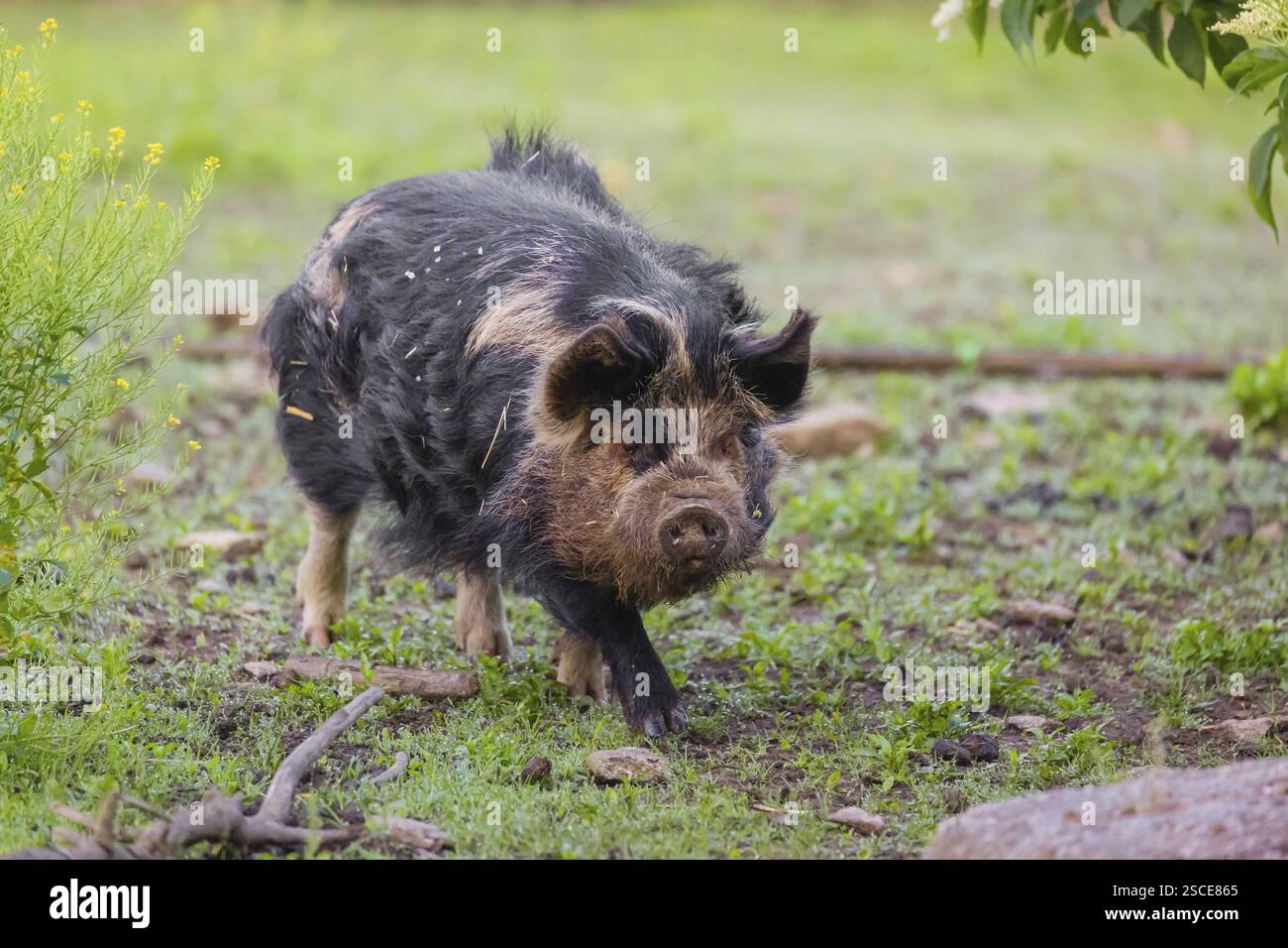 Kunekune pig, sus scrofa domesticus, a domestic breed from New Zealand ...