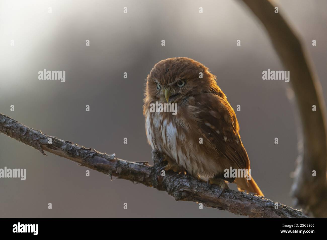 One East Brazilian pygmy owl (Glaucidium minutissimum), also known as ...