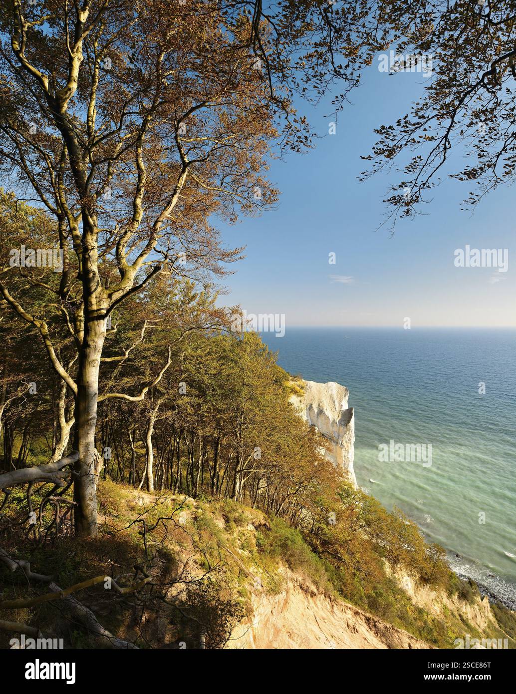 Coastal forest at the chalk cliffs of Mons Klint, view of the Baltic ...
