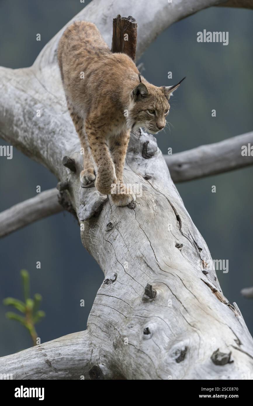 One Eurasian lynx, (Lynx lynx), walking down on a fallen tree. Frontal ...