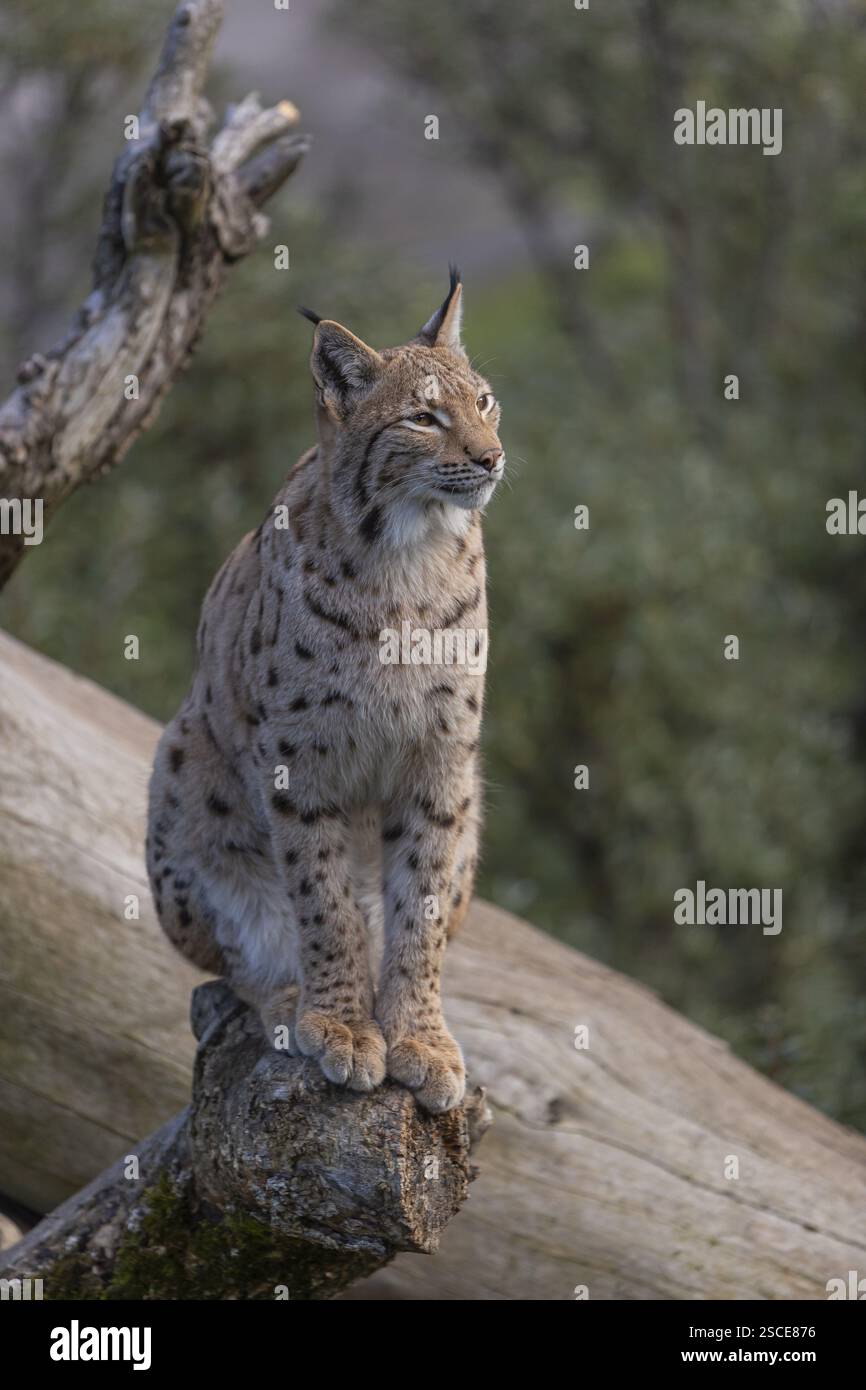 One Eurasian lynx, (Lynx lynx), sitting on a dead tree. Frontal view ...