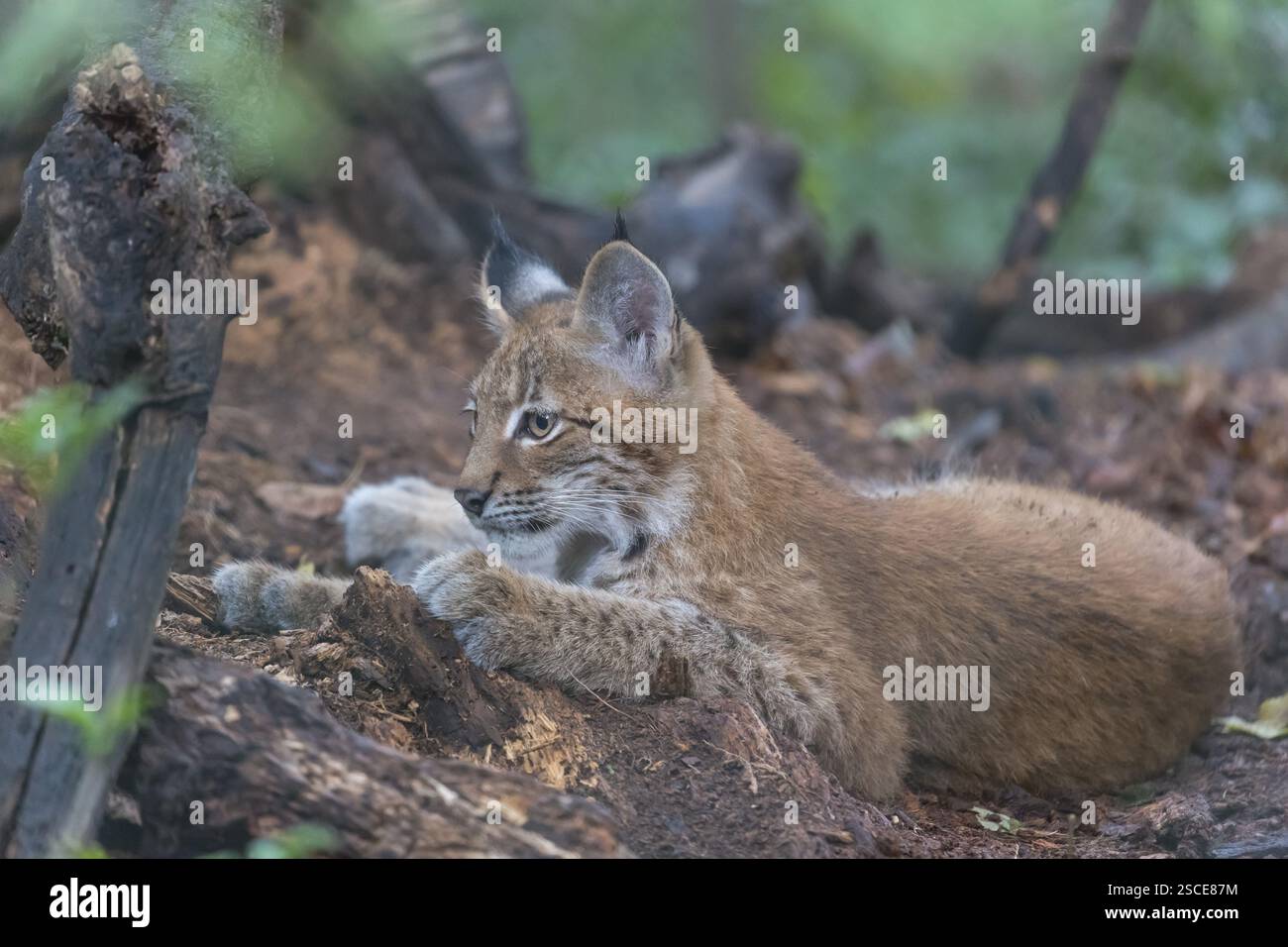 One young animals Eurasian lynx, (Lynx lynx), lying on dead brown ...