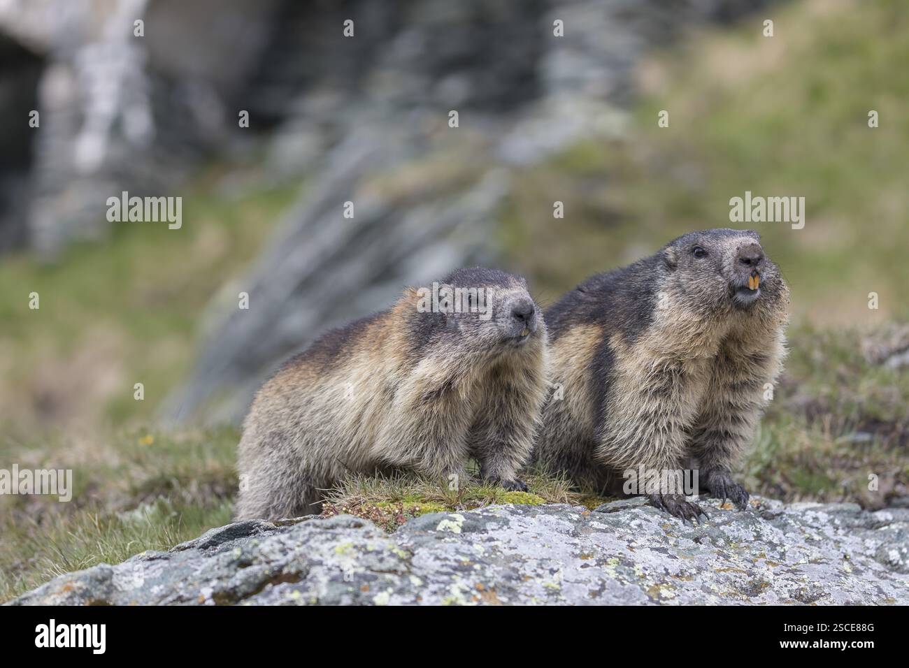 Two Alpine Marmot, Marmota marmota, standing on a rock with green grass in the background ...