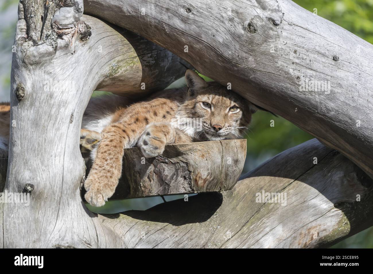 One Eurasian lynx, (Lynx lynx), standing high in a dead tree log ...