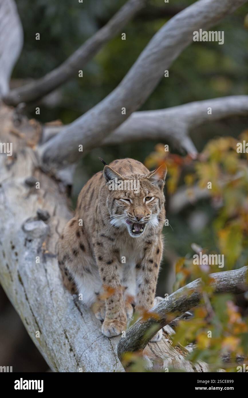 One Eurasian lynx, (Lynx lynx), sitting on a fallen tree, grooming ...