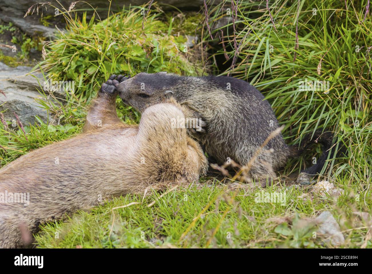 One adult Alpine Marmot, Marmota marmota, and one young marmot playing with each other Stock ...