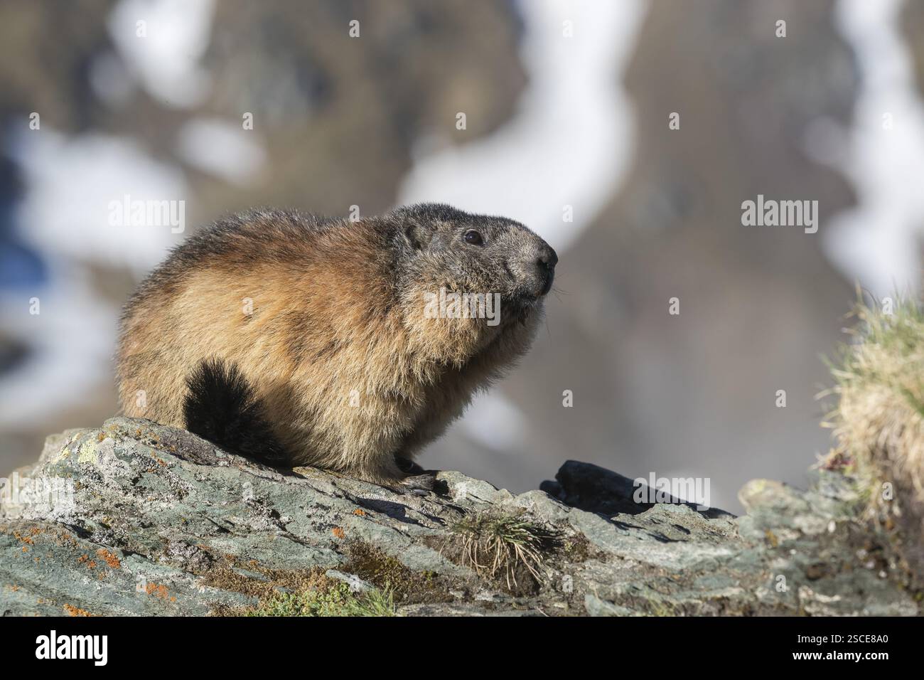 One Alpine Marmot, Marmota marmota, resting on a rock with snowy mountains in the distant ...