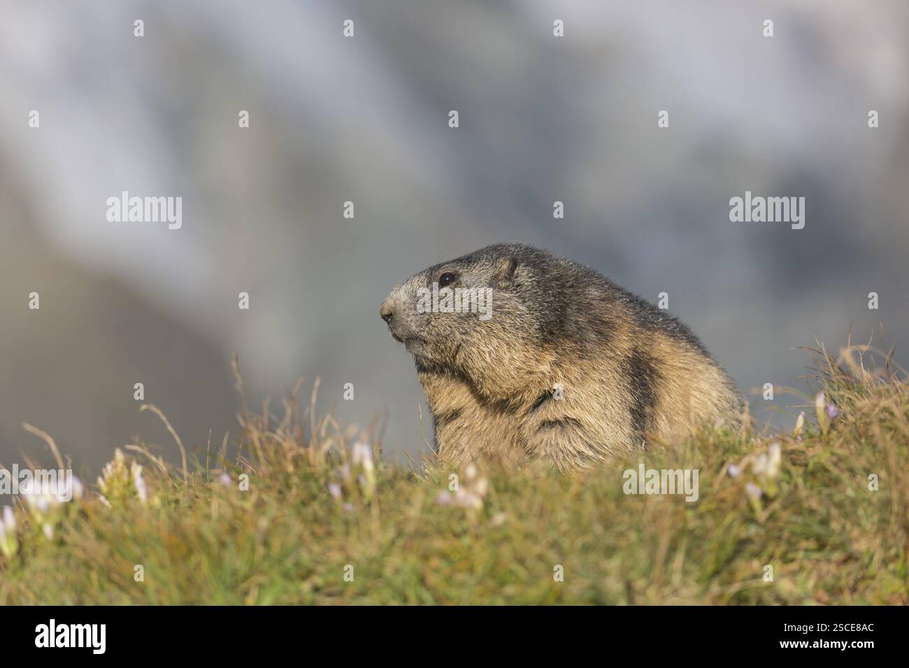 One adult Alpine Marmot, Marmota marmota, sitting in green grass in ...