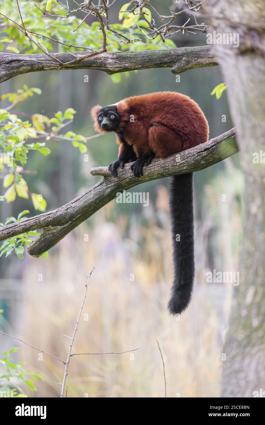 A Red-ruffed lemur, Varecia rubra, sits on the branch of a tree Stock ...
