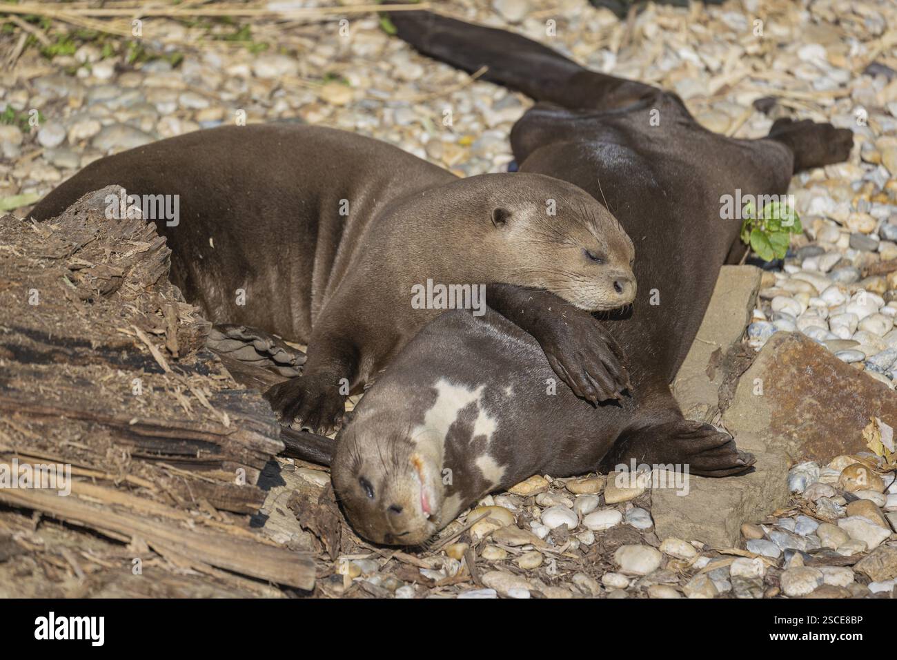 Loving couple. Two giant otter or giant river otter (Pteronura ...