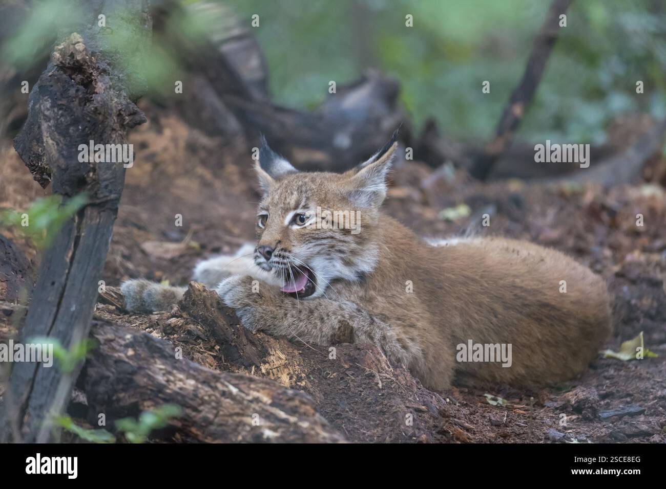 One young animals Eurasian lynx, (Lynx lynx), lying on dead brown ...