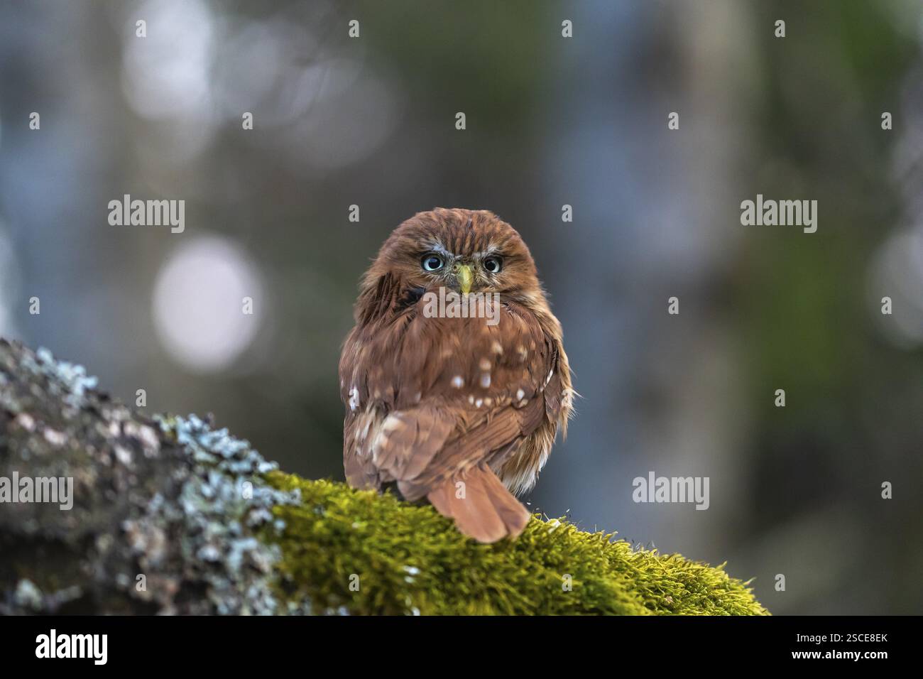 One East Brazilian pygmy owl (Glaucidium minutissimum), also known as ...