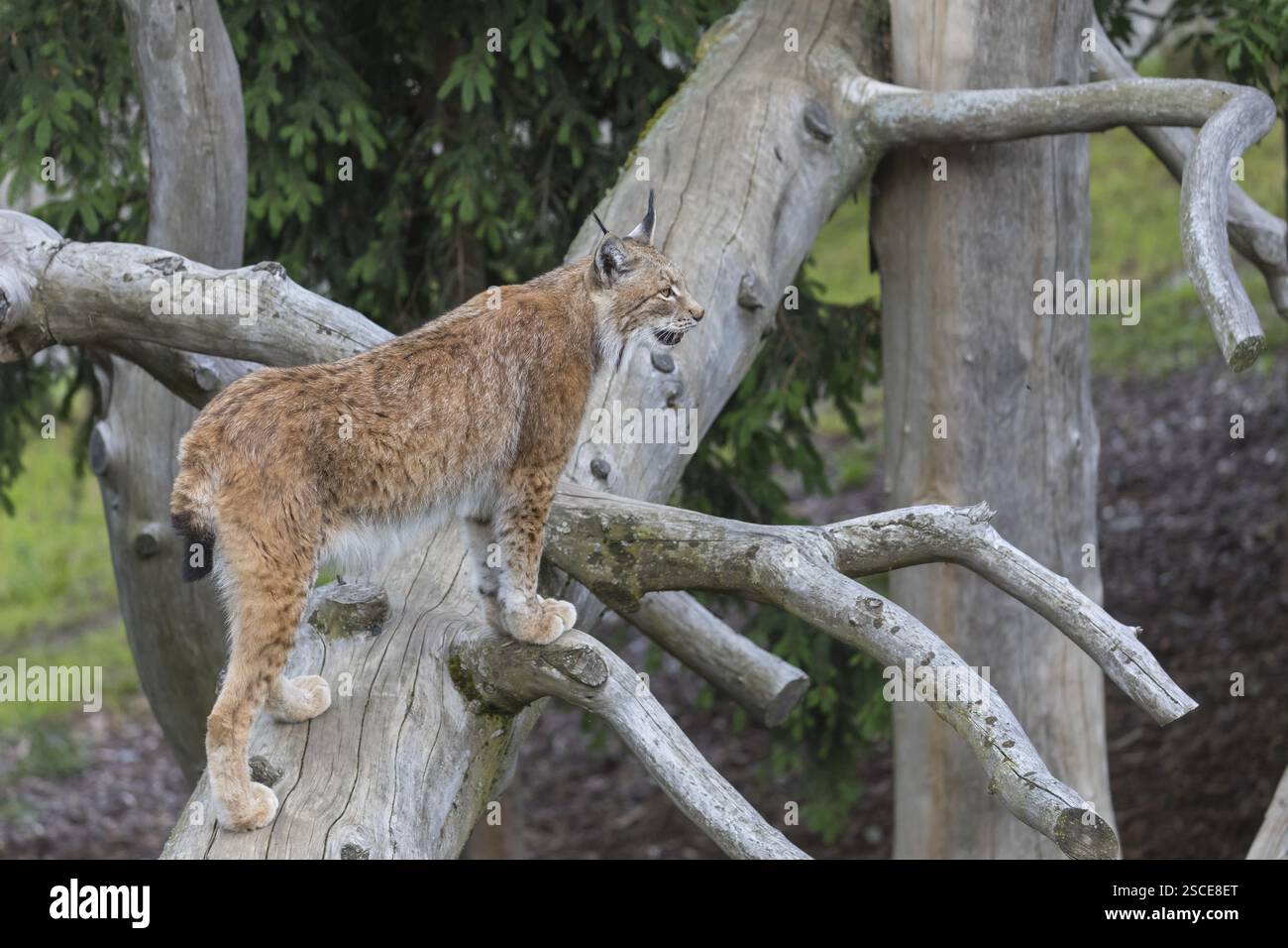 One Eurasian lynx, (Lynx lynx), walking up on a fallen tree. Side view ...