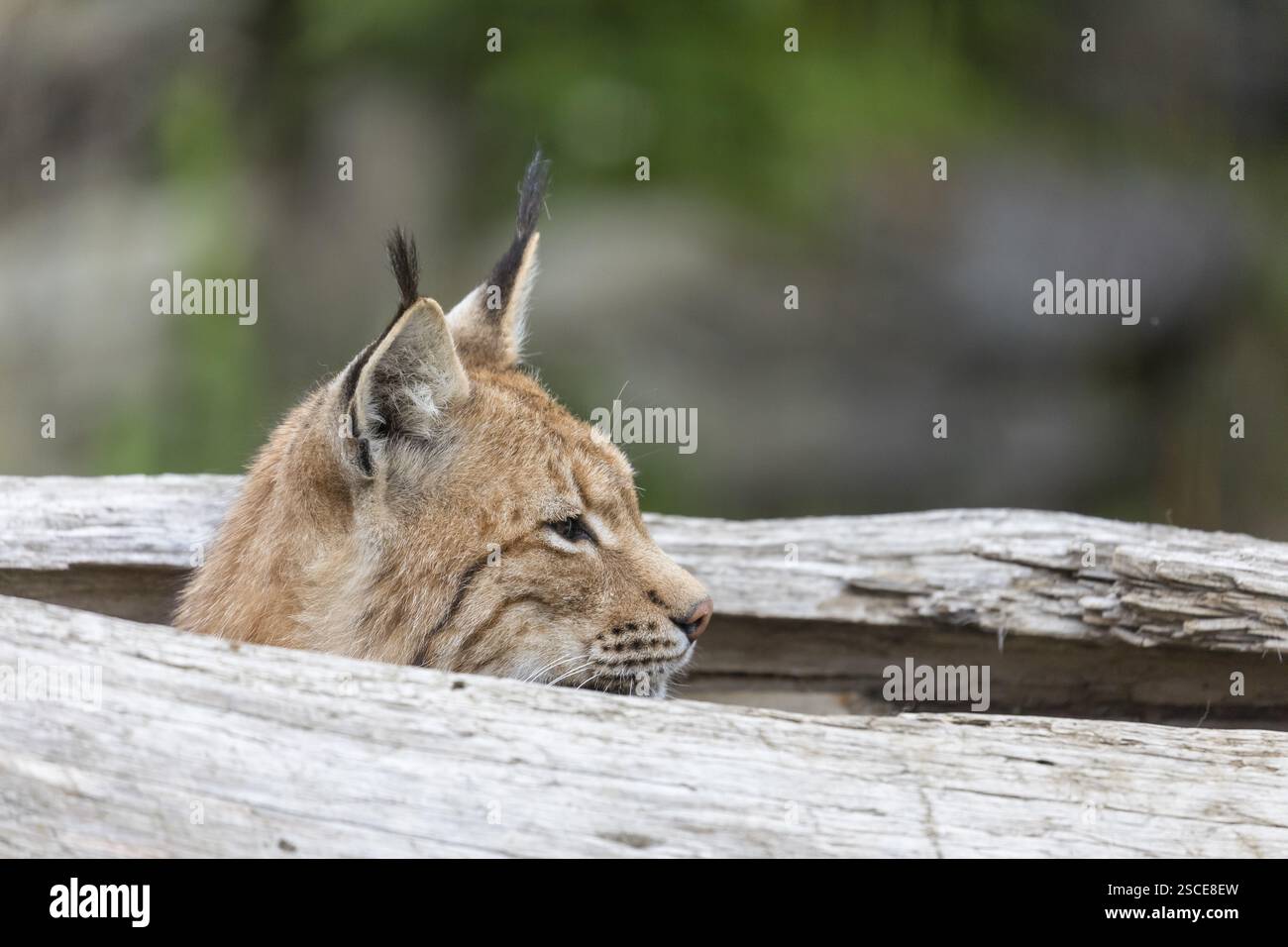 One Eurasian lynx, (Lynx lynx), hiding in a splittet log, only the head ...