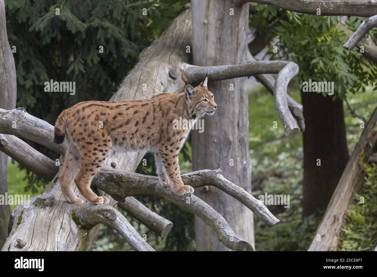 One Eurasian lynx, (Lynx lynx), standing on a fallen tree. Side view ...