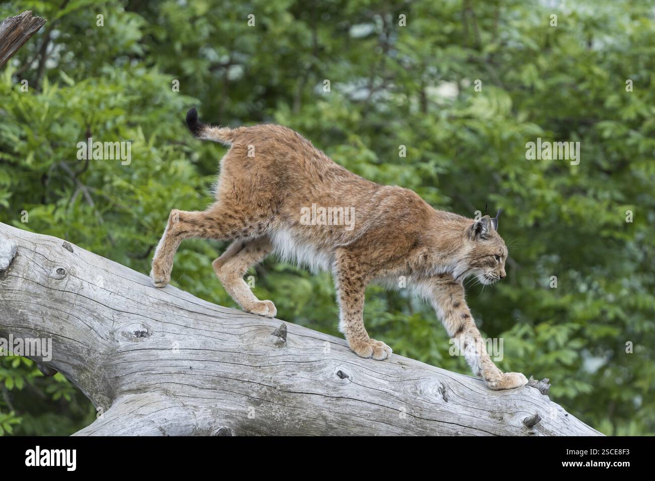 One Eurasian lynx, (Lynx lynx), walking down on a fallen tree. Side ...