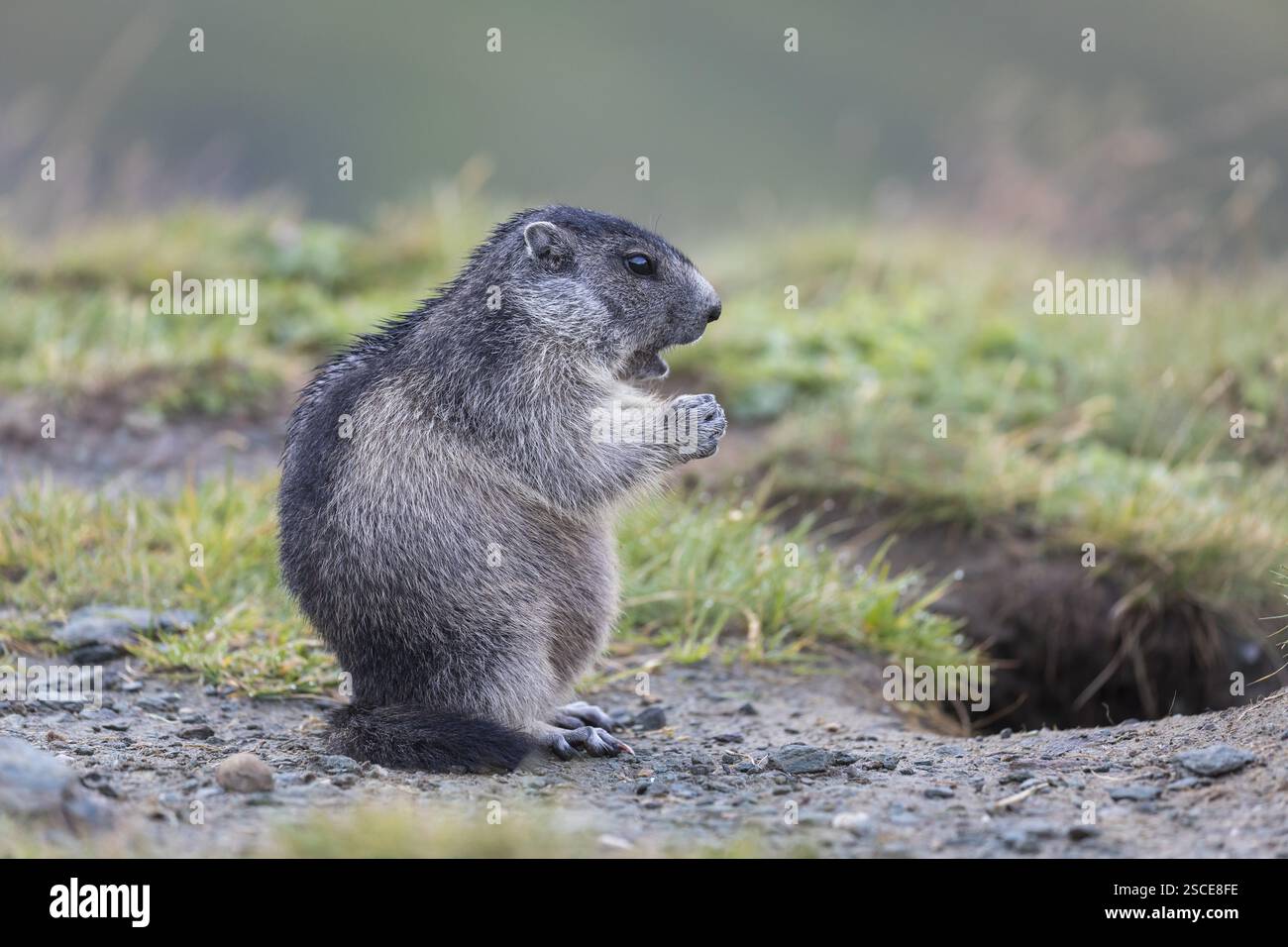 One young Alpine Marmot, Marmota marmota, sitting in green grass ...