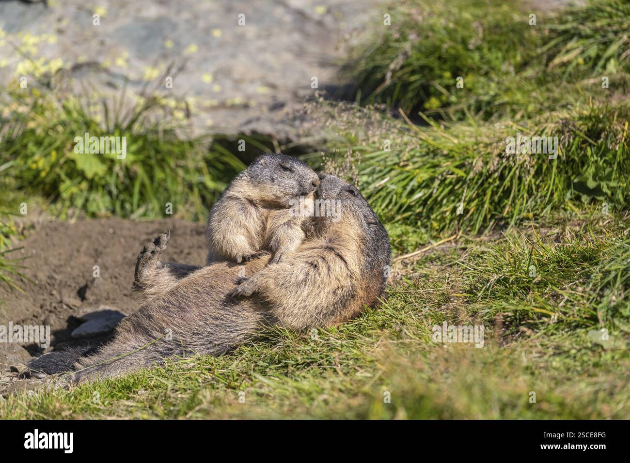 One adult Alpine Marmot, Marmota marmota, and one young marmot playing with each other Stock ...