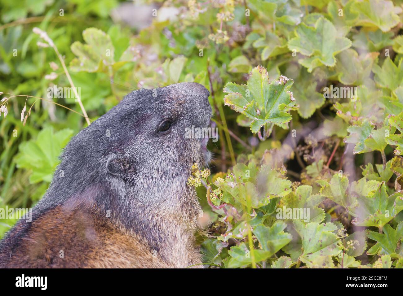 An adult Alpine Marmot, Marmota marmota, eats herbs and grass Stock ...