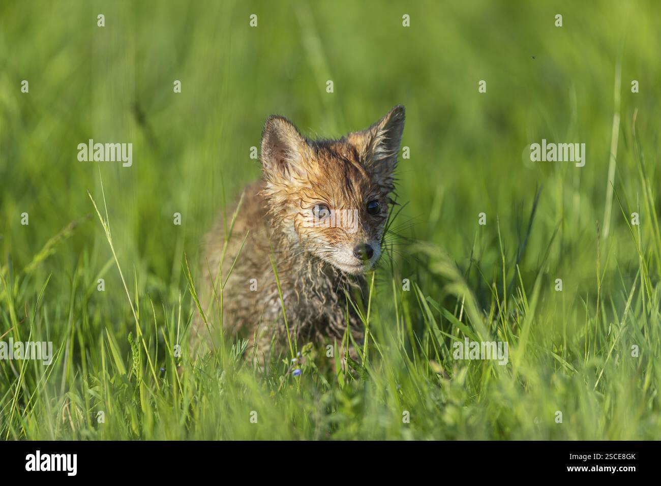 One young red fox, Vulpes vulpes, walking over a meadow with tall fresh ...