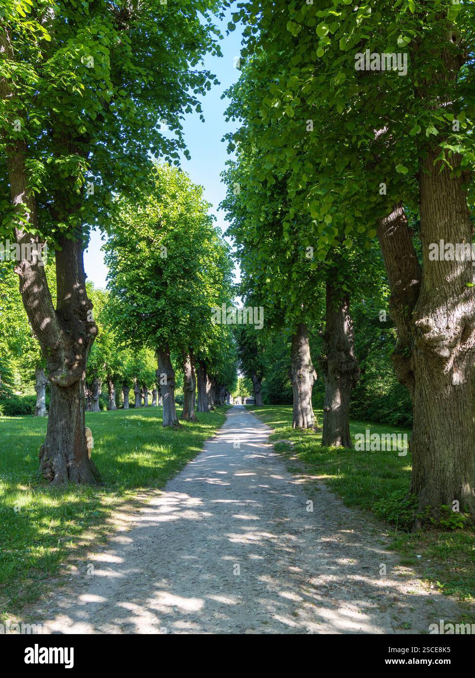 A narrow park alley flanked by towering trees, dappled sunlight ...