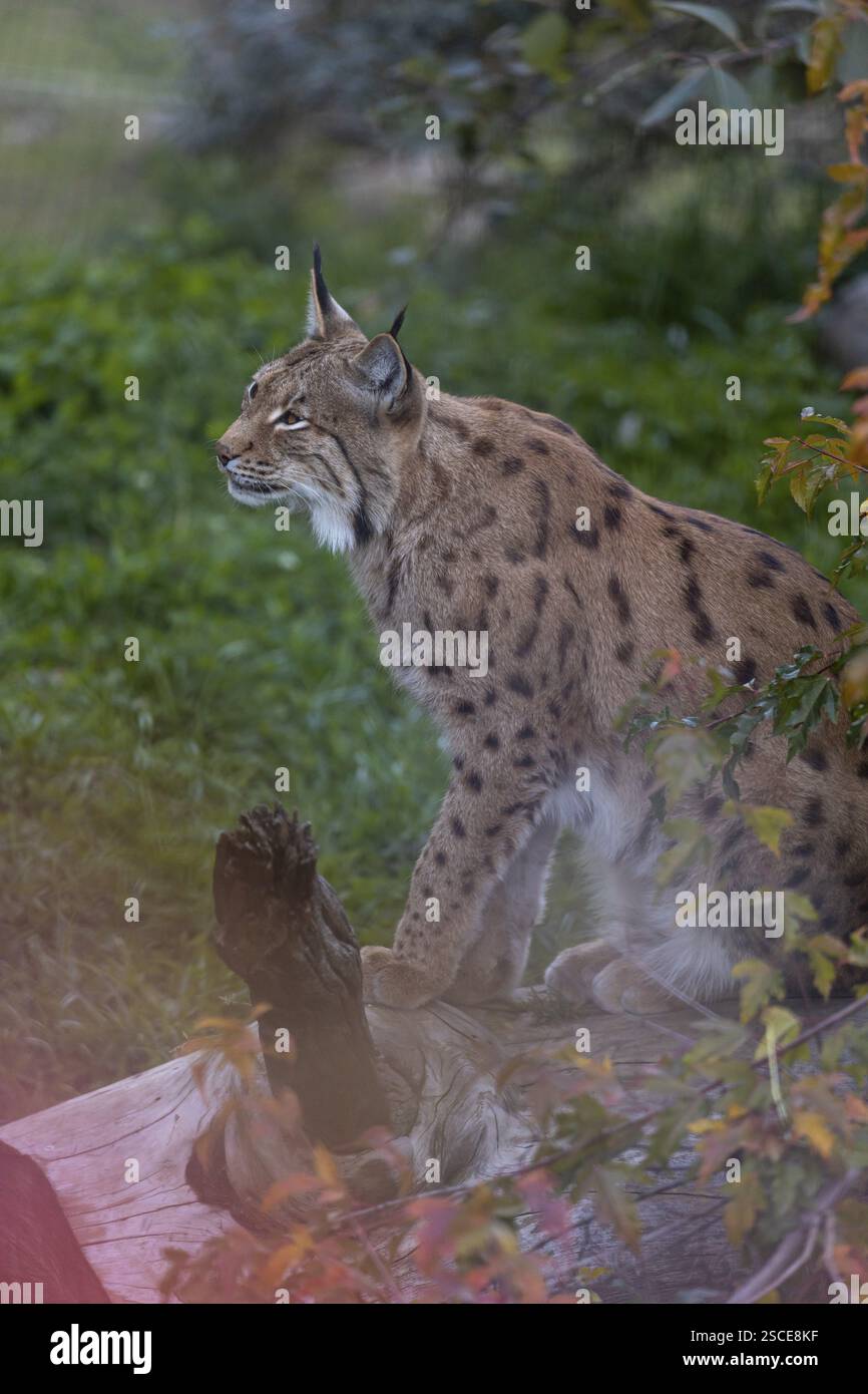 One Eurasian lynx, (Lynx lynx), sitting on a log, framed by fall ...