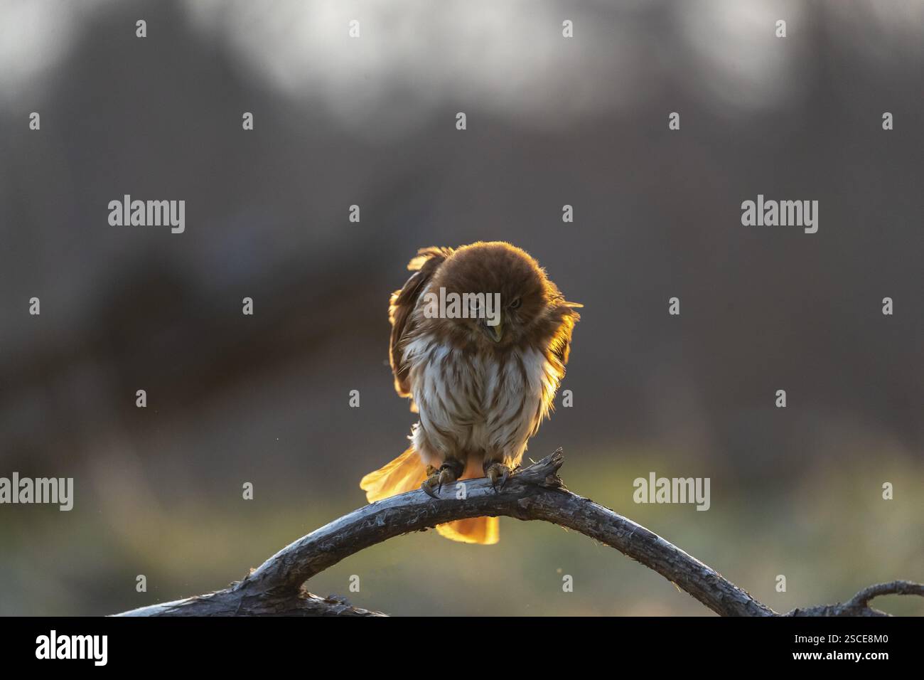 One East Brazilian pygmy owl (Glaucidium minutissimum), also known as ...