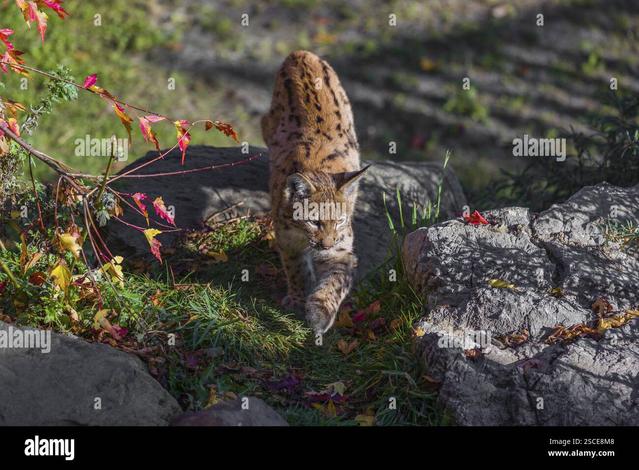 One young Eurasian lynx, (Lynx lynx), walks over rocks and grass ...