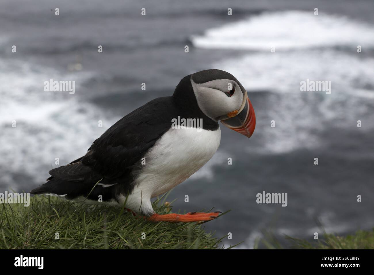 Atlantic Puffin, Common Puffin. Fratercula arctica, at the cliffs of ...