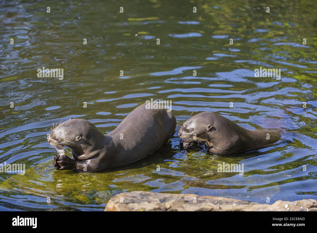 Two giant otter or giant river otter (Pteronura brasiliensis) resting ...
