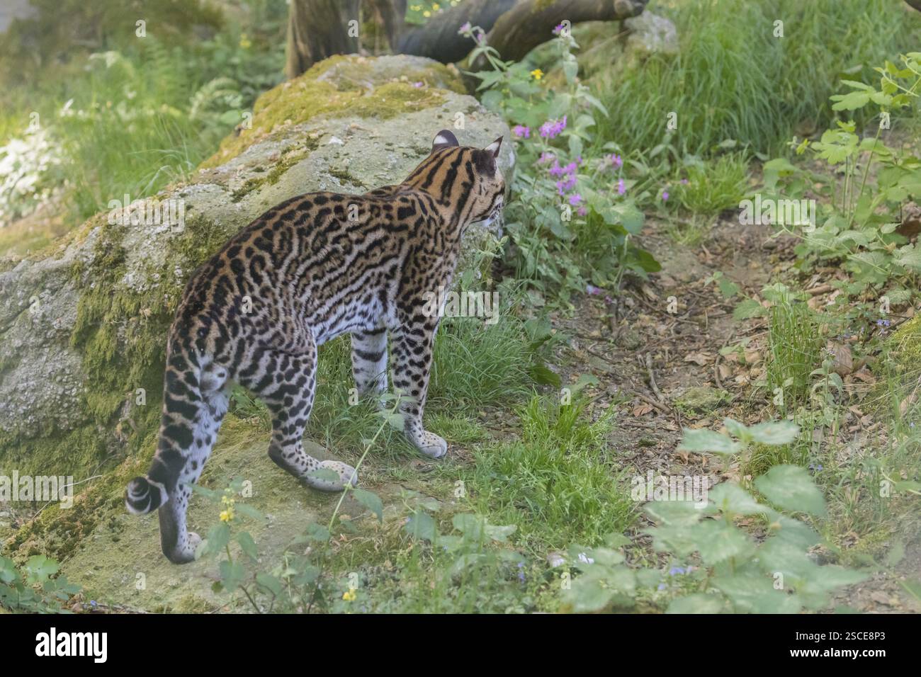 Ocelots environment hi-res stock photography and images - Alamy