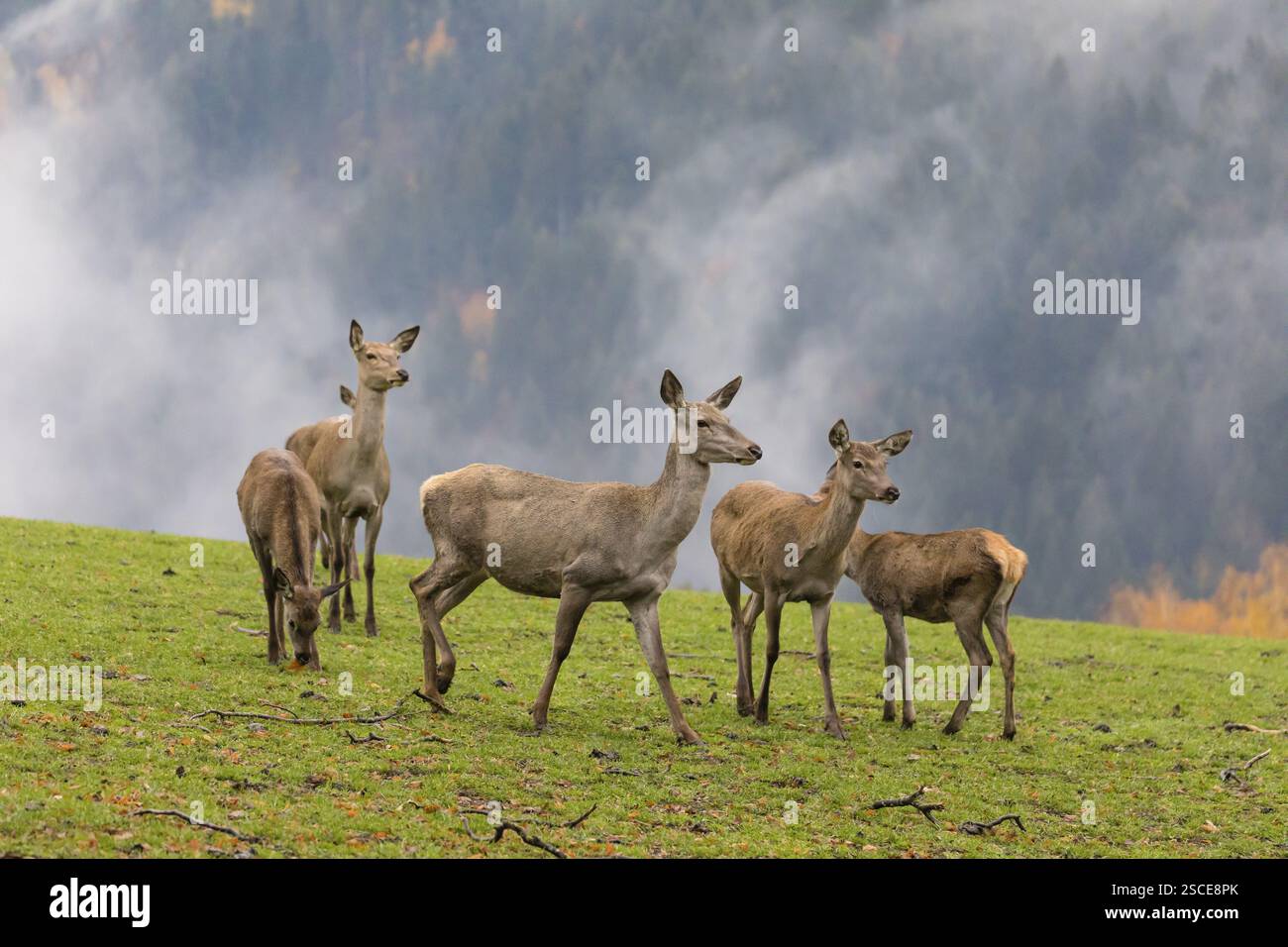 Six female red deer (Cervus elaphus) stand on a meadow. Early morning ...