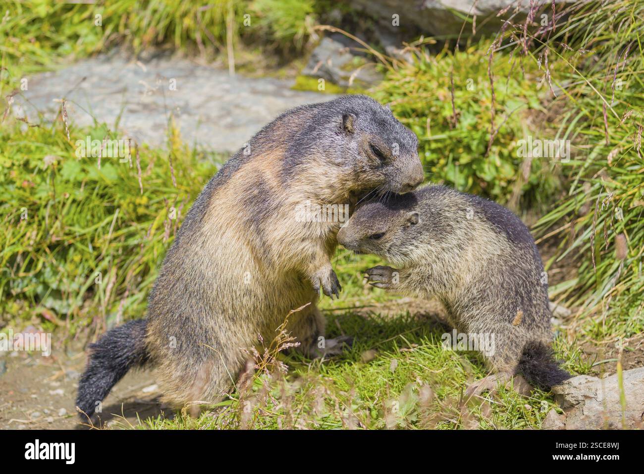 One adult Alpine Marmot, Marmota marmota, and one young marmot playing with each other Stock ...