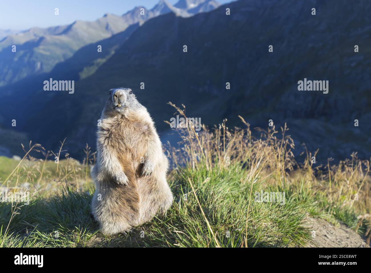 One adult Alpine Marmot, Marmota marmota, sitting erected on a rim of a soil, observing his ...