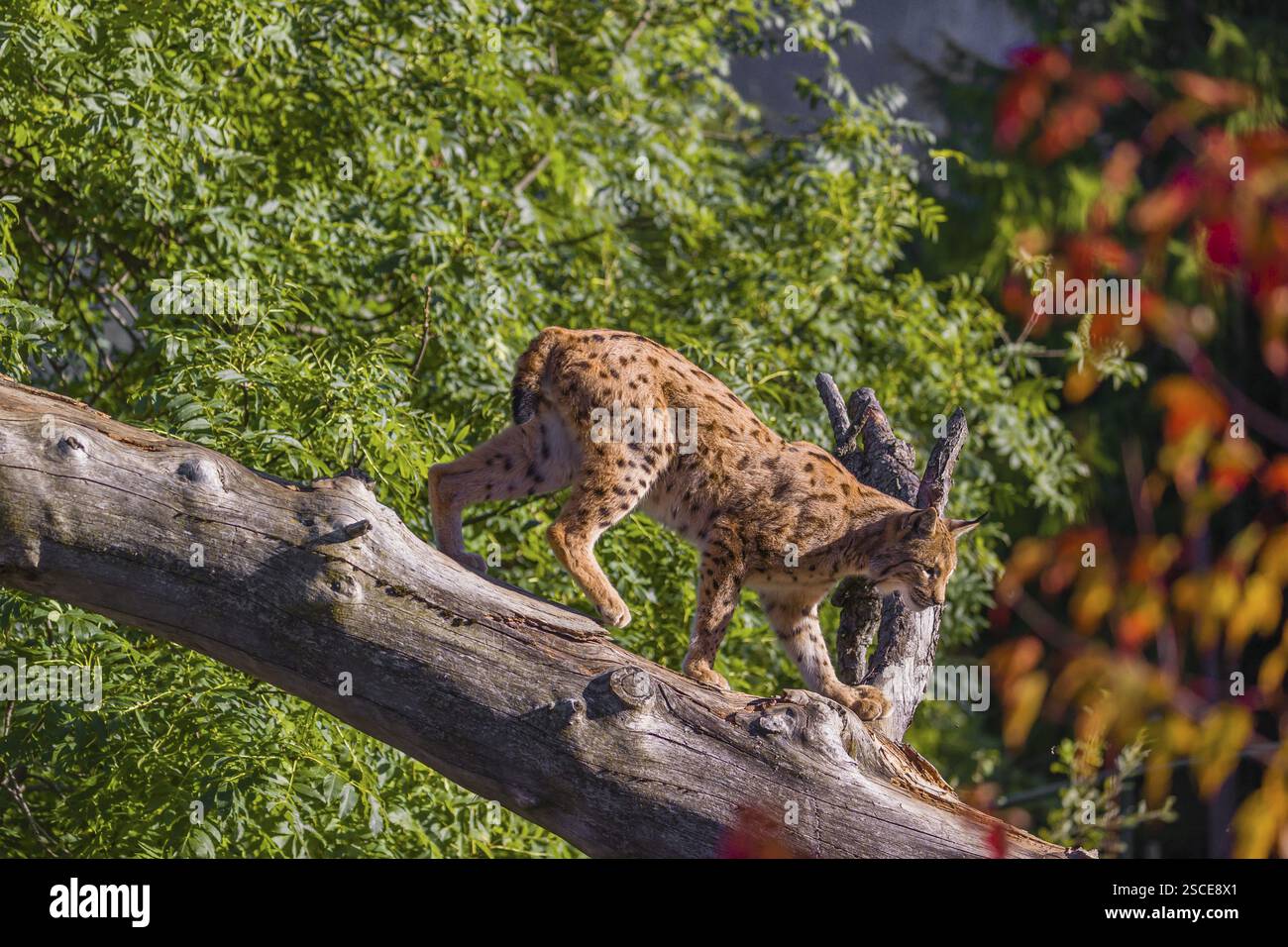 A Eurasian lynx (Lynx lynx) runs down a fallen tree to the ground. Side ...