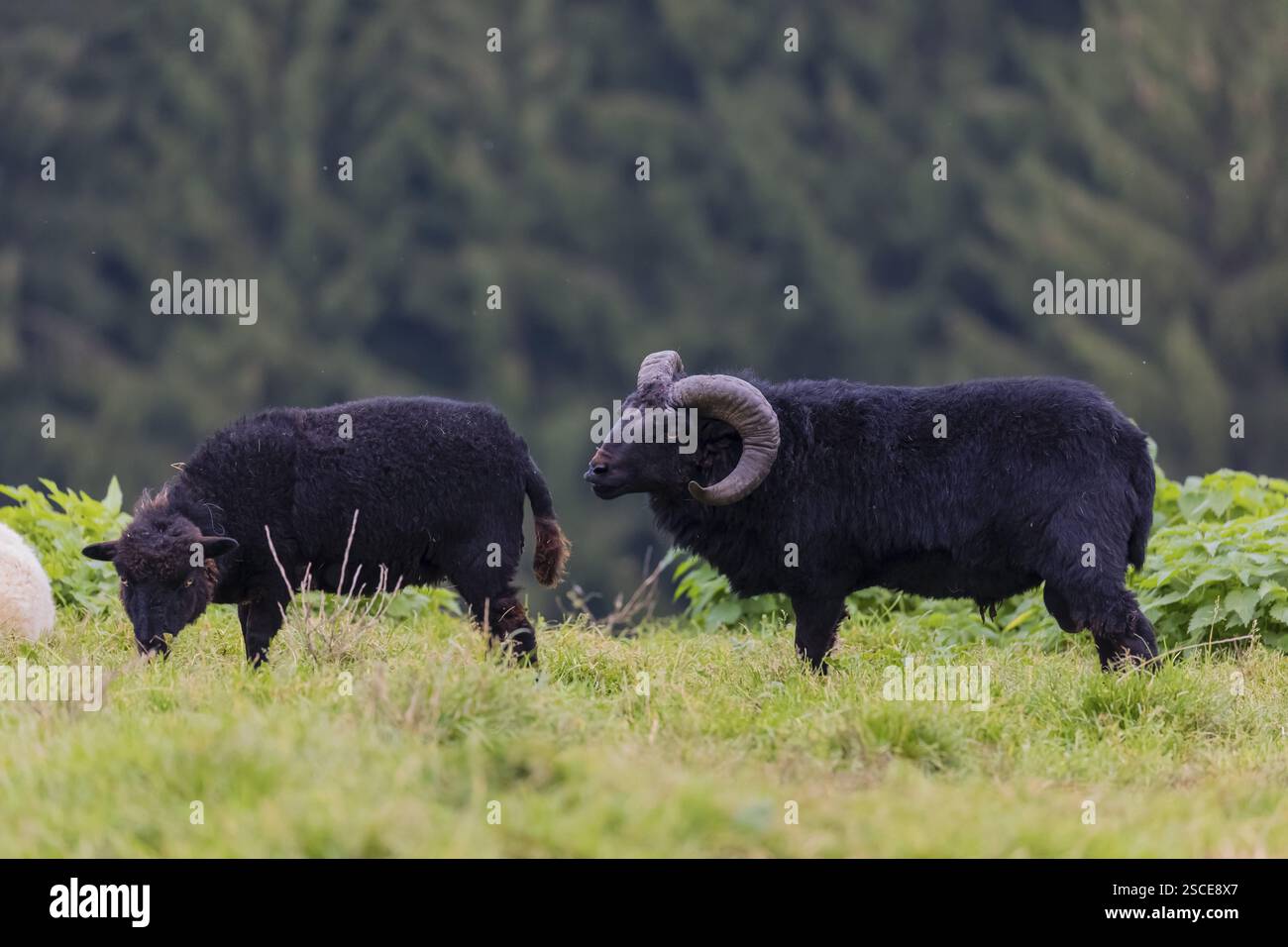 Argali female hi-res stock photography and images - Alamy