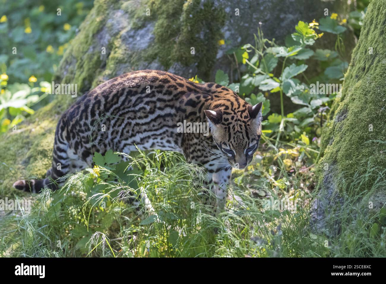 One Ozelot, Leopardus pardalis, standing in green vegetation Stock ...